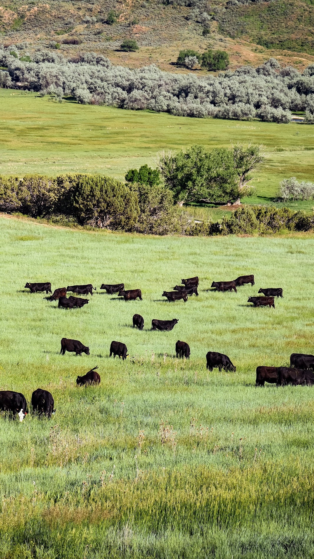 Hoggan Ranch Angus Beef