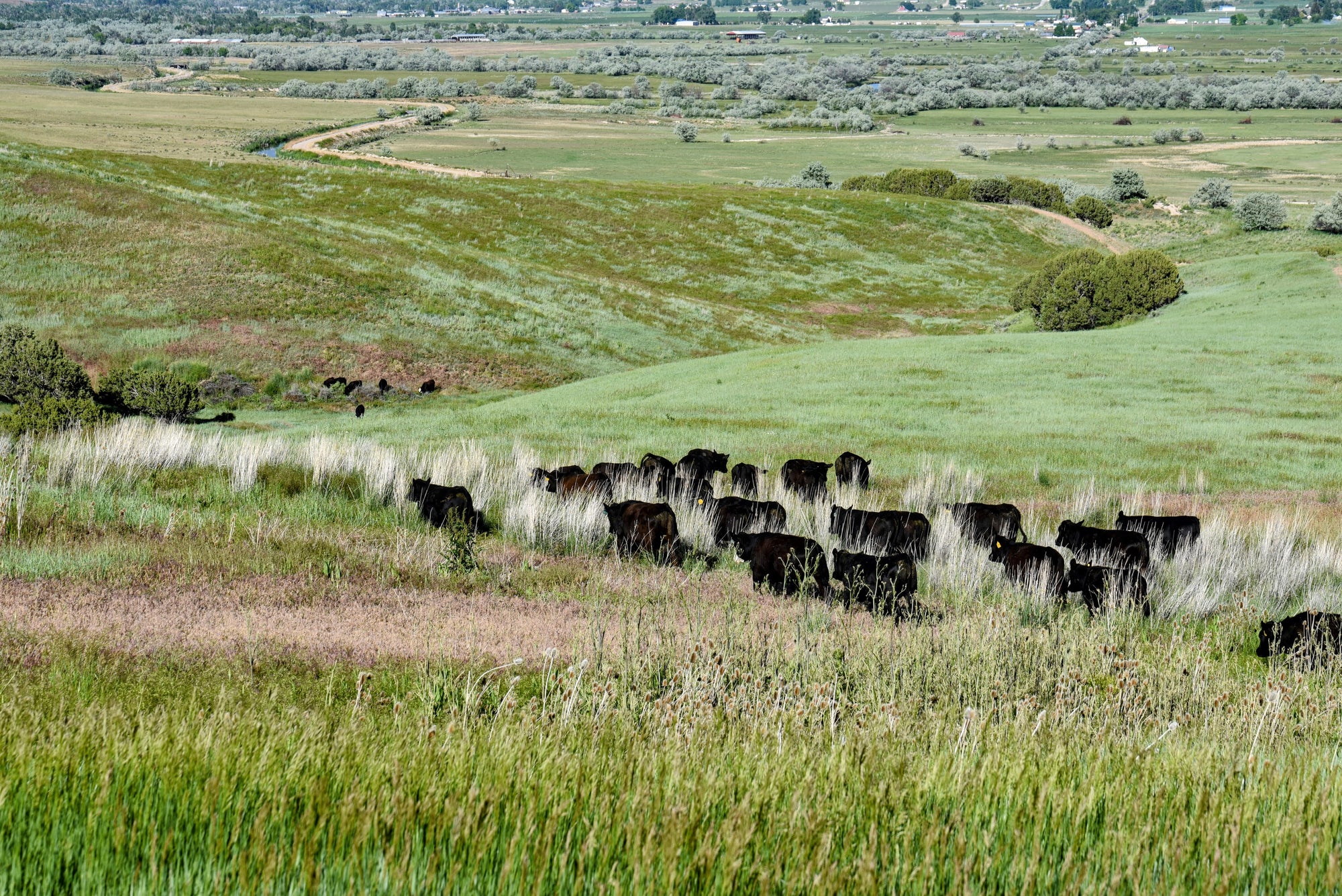 Hoggan Ranch Angus Beef