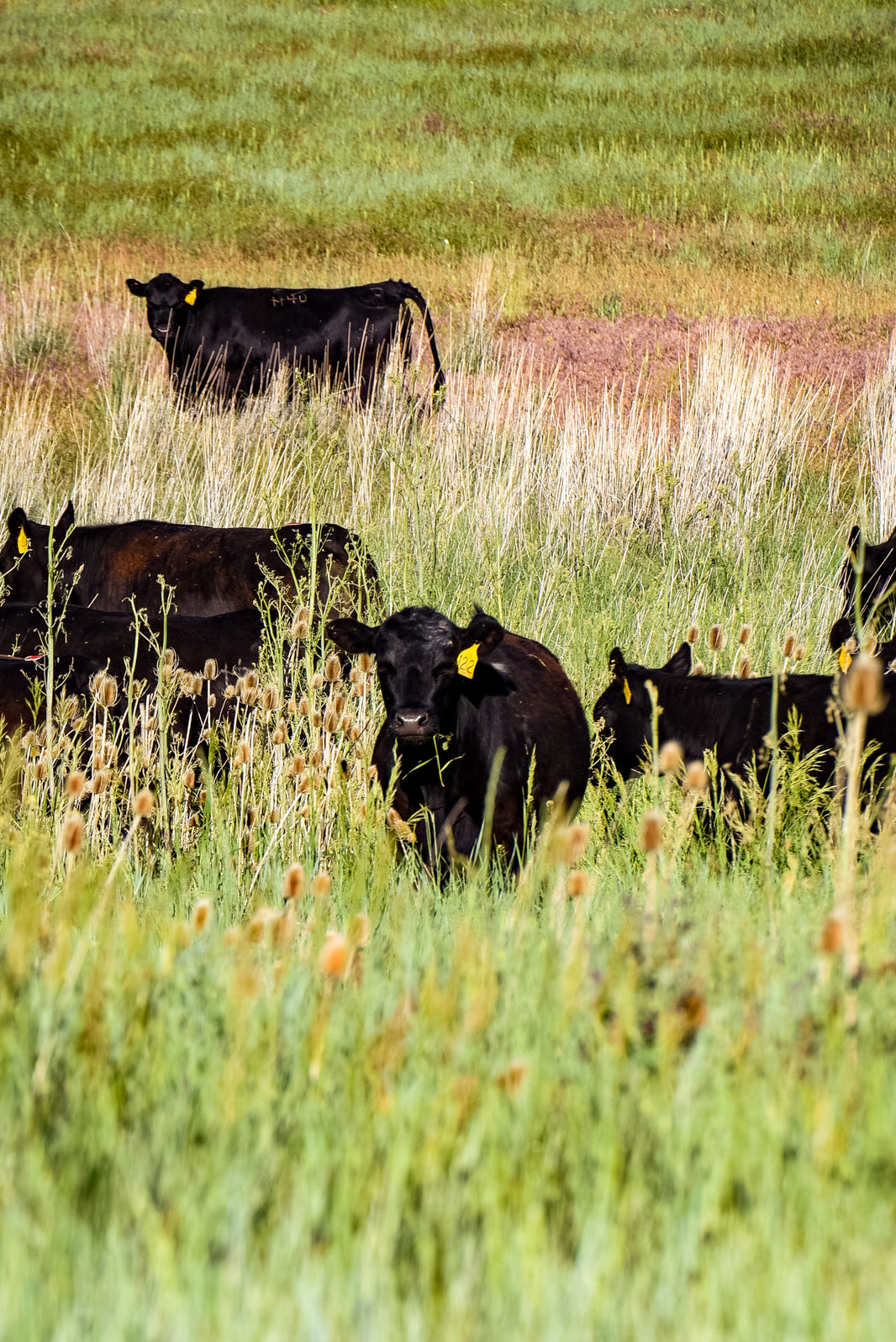 Hoggan Ranch Angus Beef