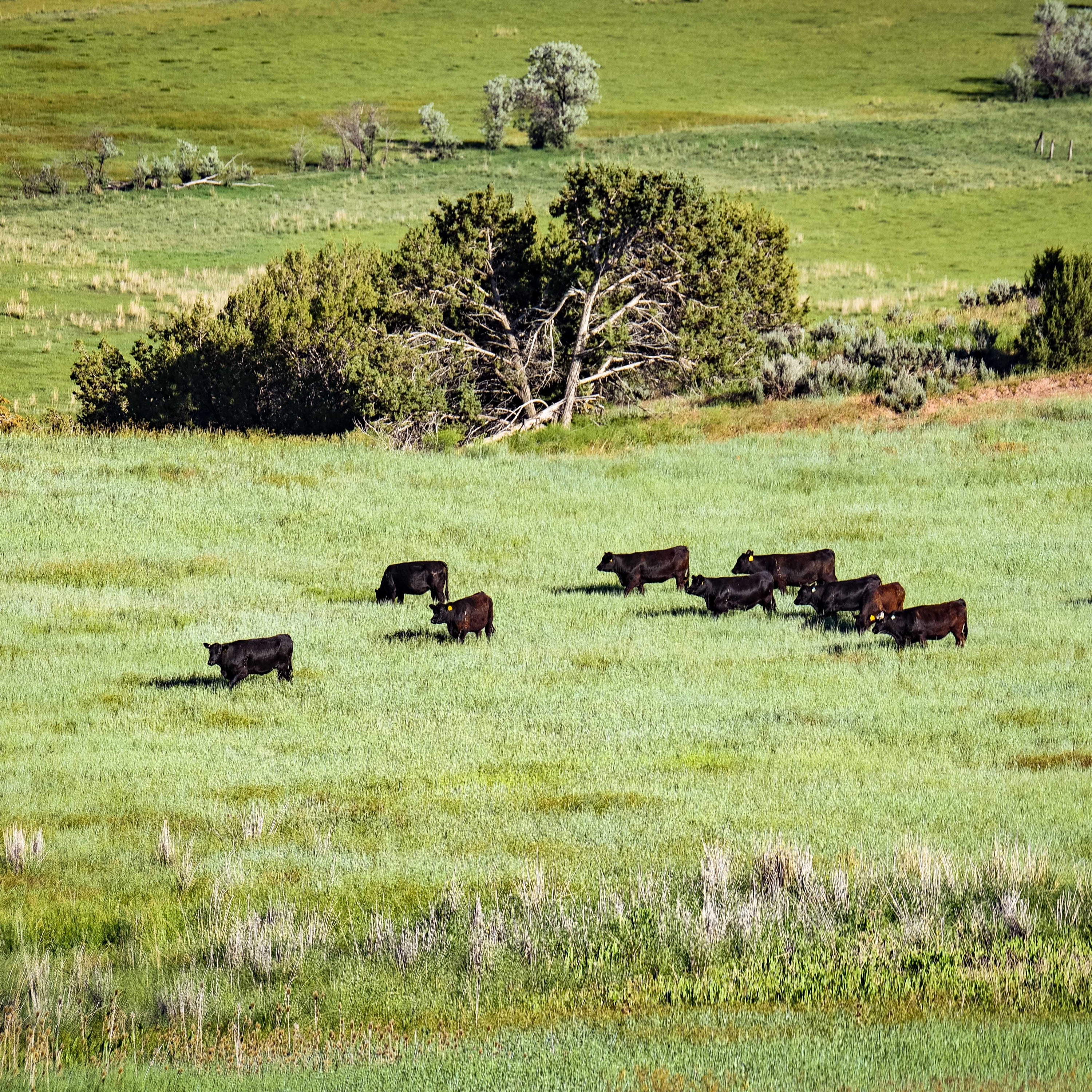 Bulk Beef for Sale (Whole, Half & Quarter Cow) | Hoggan Ranch