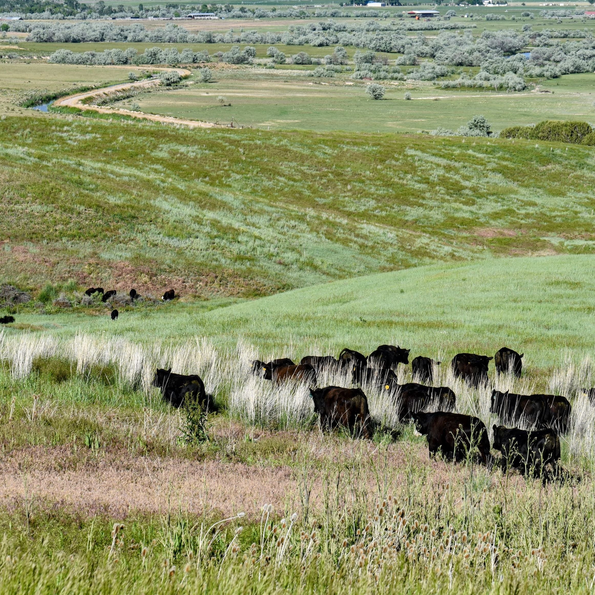 Hoggan Ranch Angus Beef