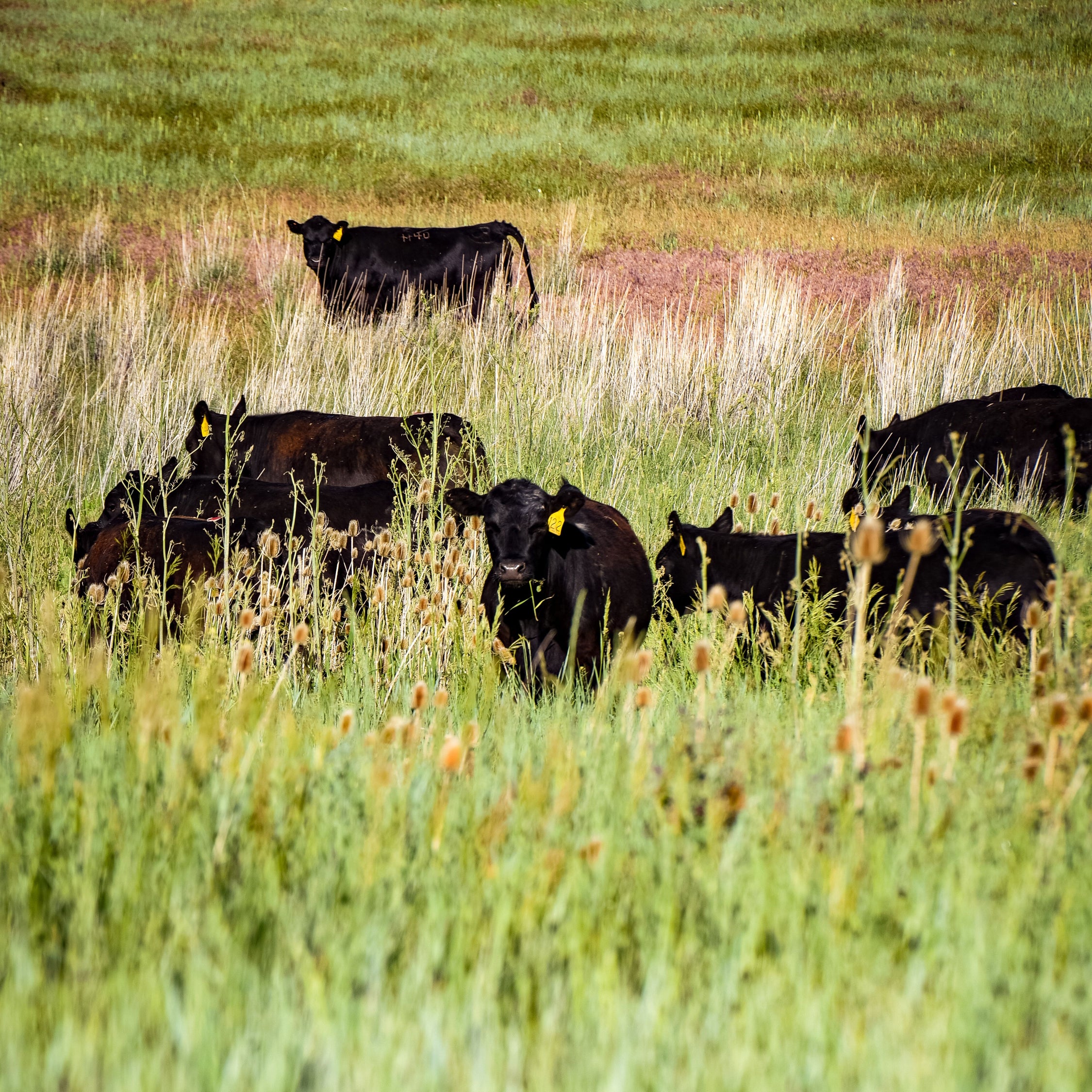 Hoggan Ranch Angus Beef